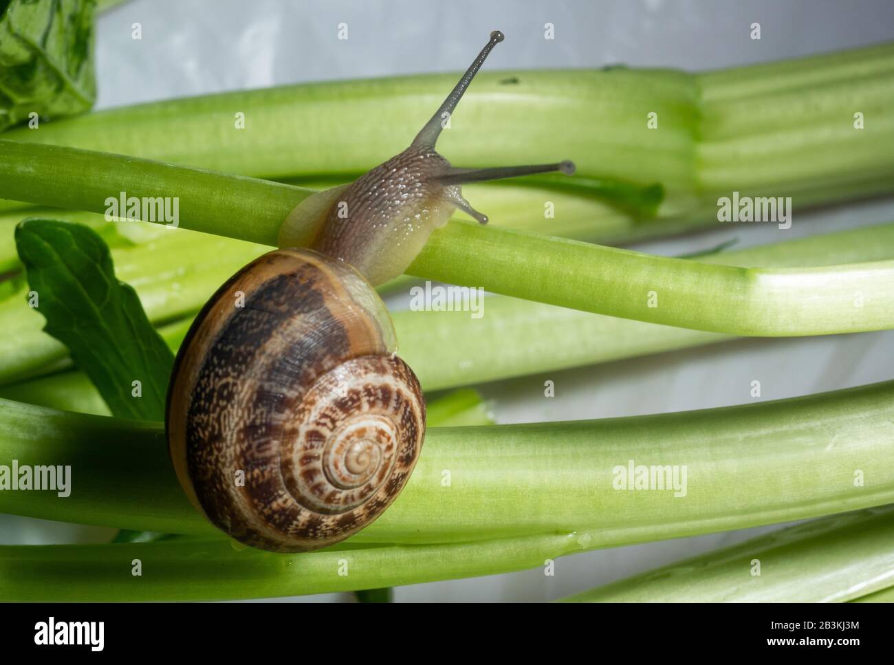 Italy, Helix Aspersa Muller, snail or common Italian snail Stock Photo ...