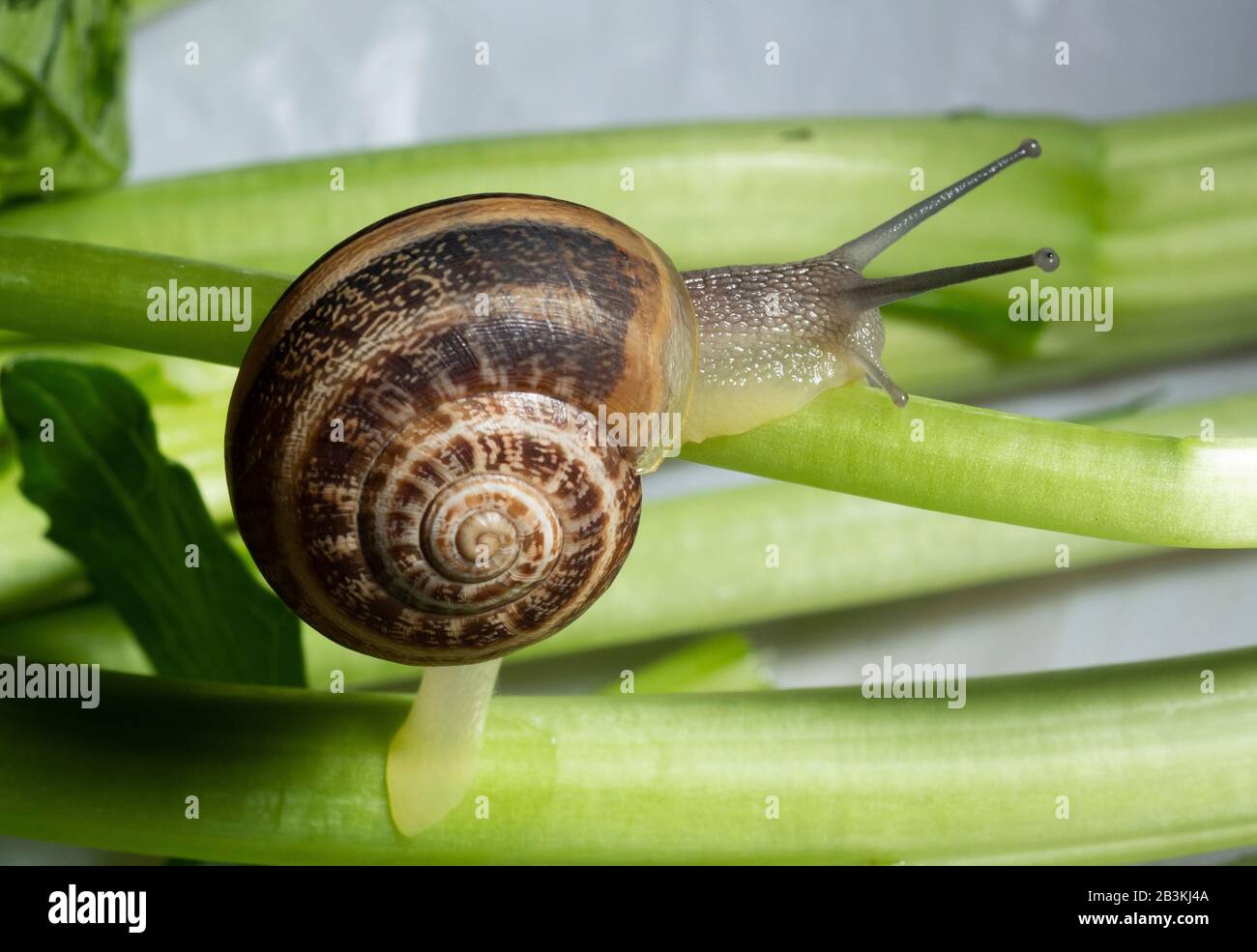 Italy, Helix Aspersa Muller, snail or common Italian snail Stock Photo ...