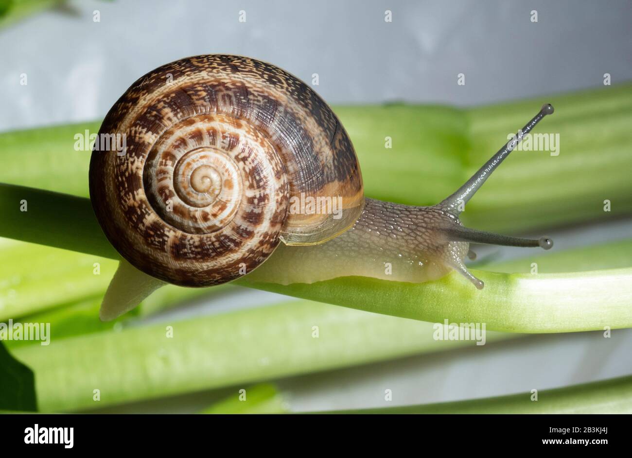 Italy, Helix Aspersa Muller, snail or common Italian snail Stock Photo ...