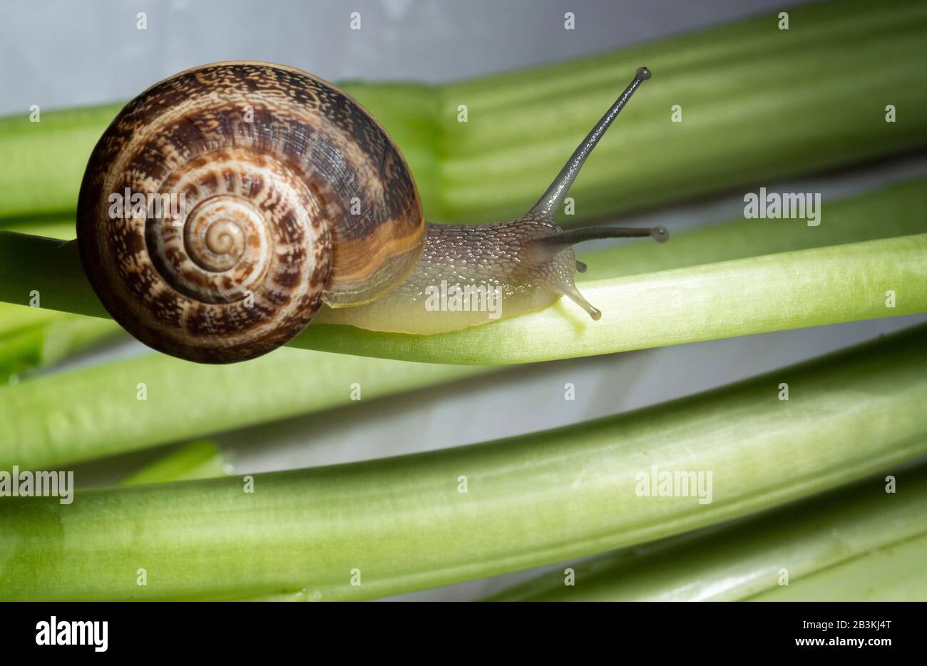 Italy, Helix Aspersa Muller, snail or common Italian snail Stock Photo ...