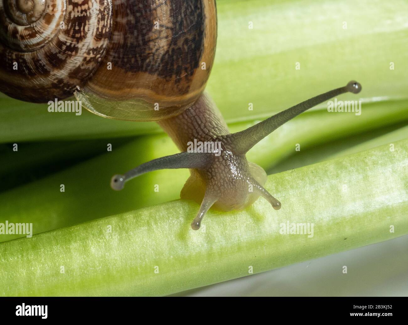 Italy, Helix Aspersa Muller, snail or common Italian snail Stock Photo ...