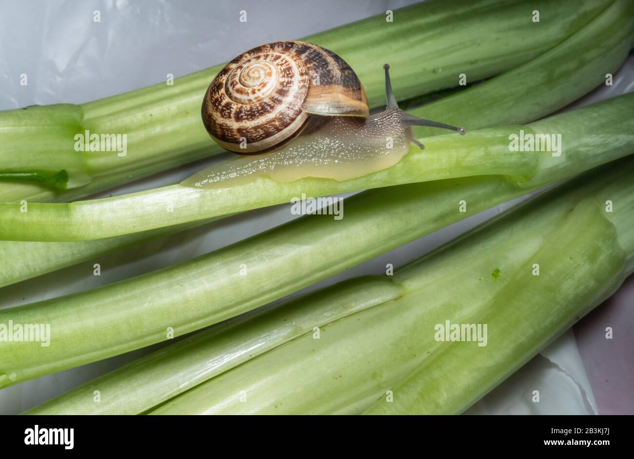 Italy, Helix Aspersa Muller, snail or common Italian snail Stock Photo ...