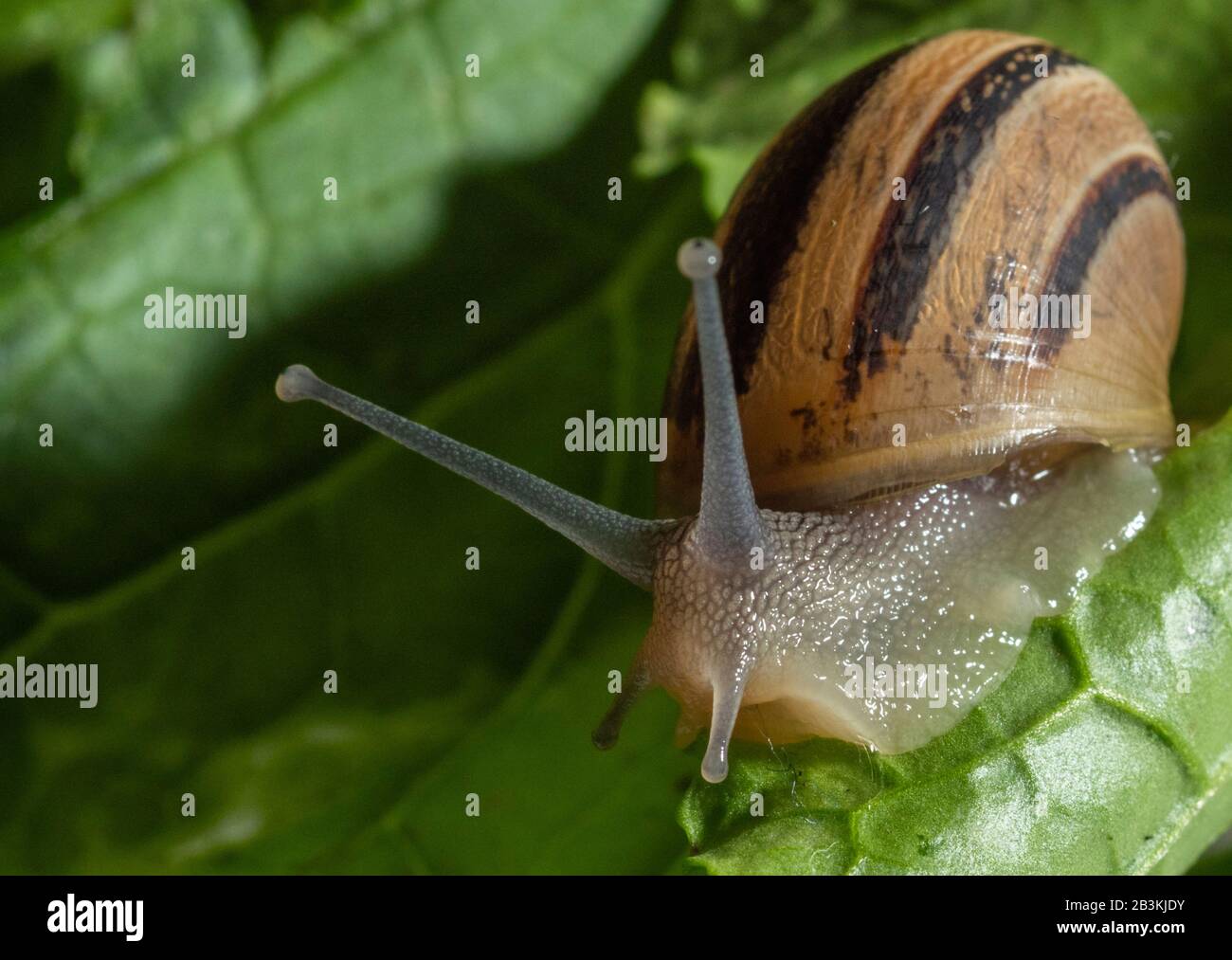 Italy, Helix Aspersa Muller, snail or common Italian snail Stock Photo ...