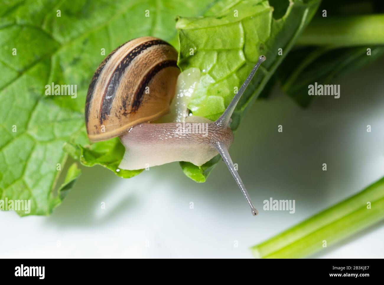 Italy, Helix Aspersa Muller, snail or common Italian snail Stock Photo ...