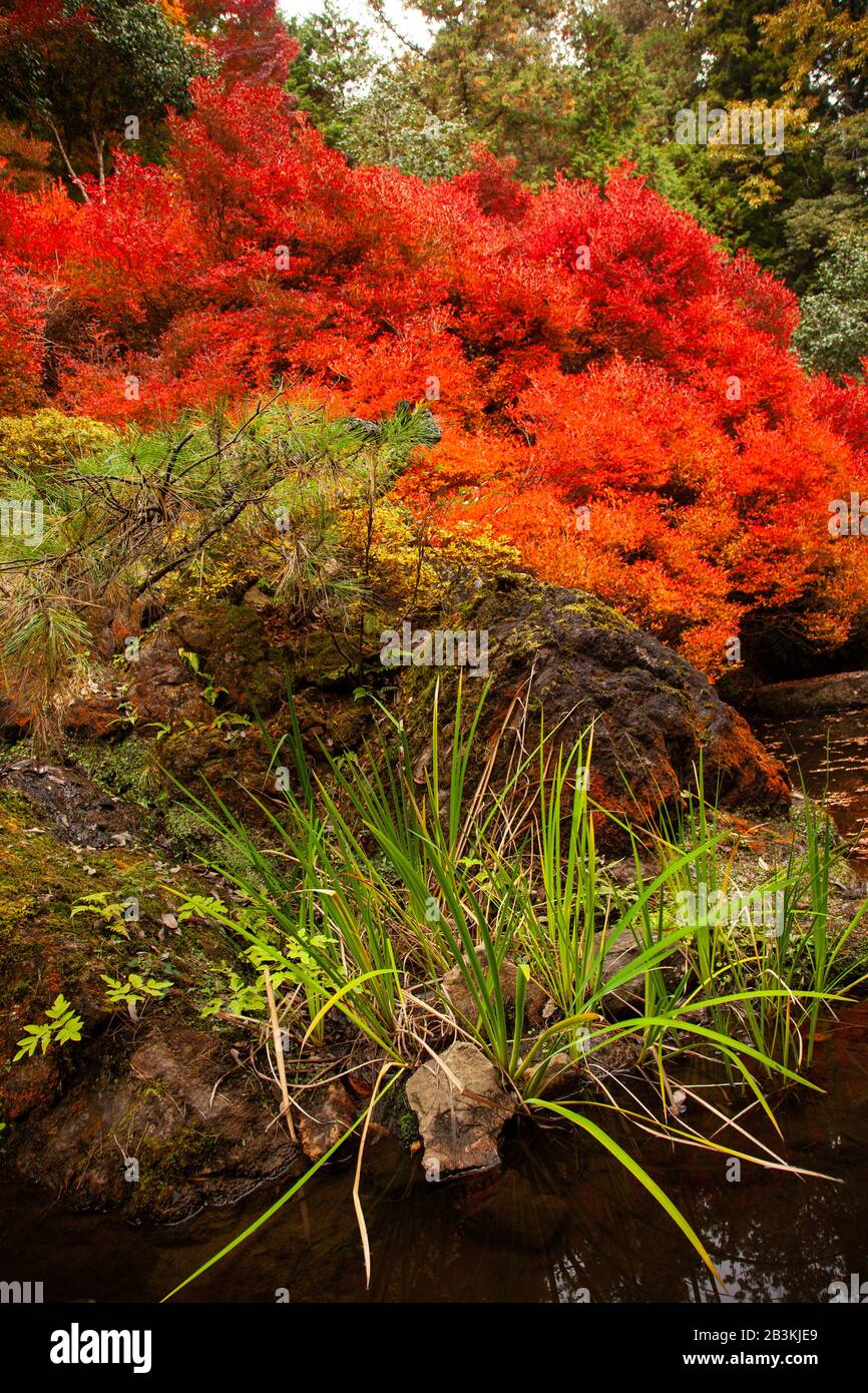 Koyo japan hi-res stock photography and images - Alamy