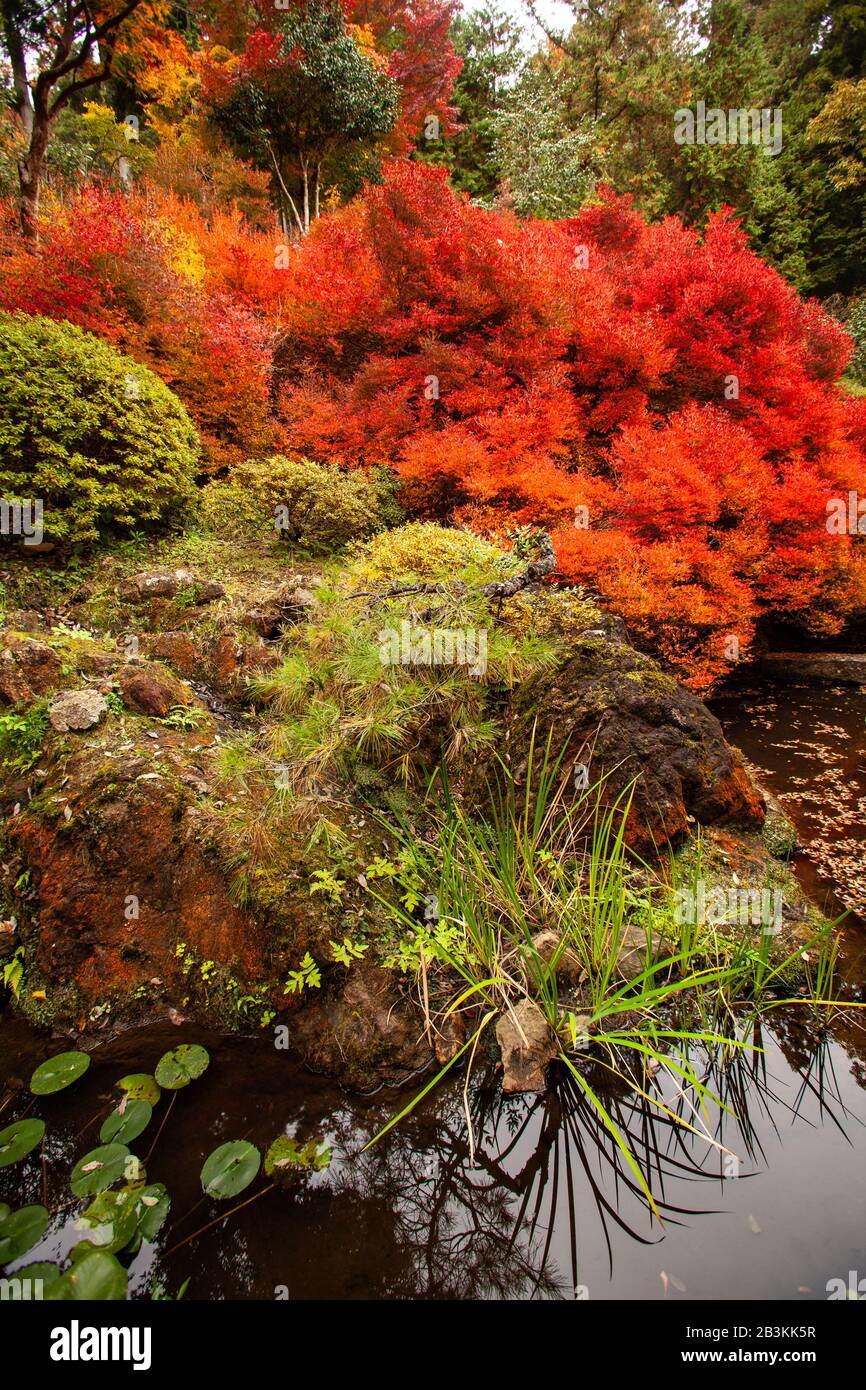 Kōyō (Koyo - Autumn Foliage) As autumn descends, it turns Japan’s ...