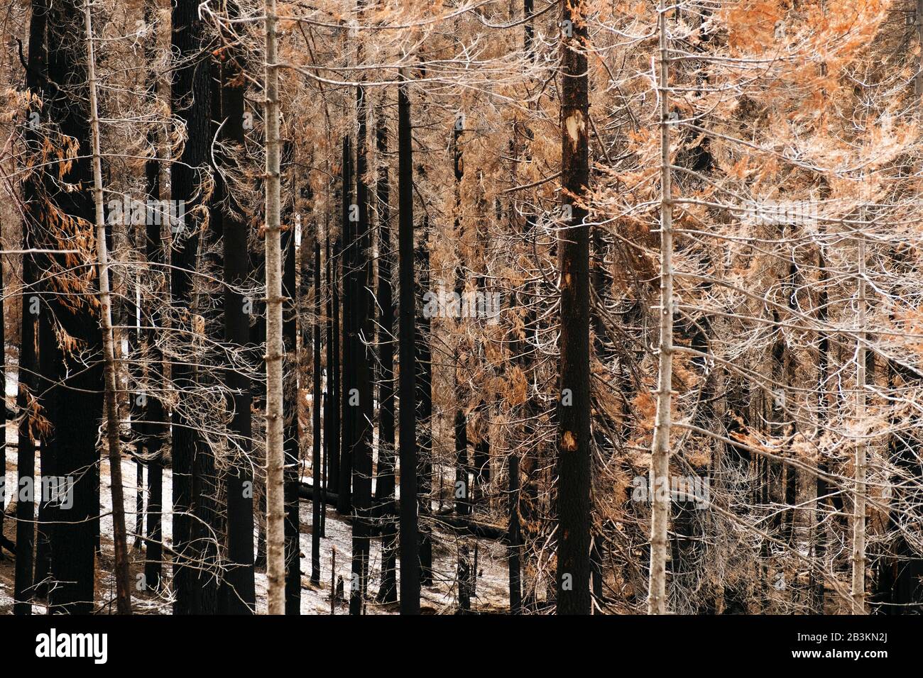 Photograph of a forest of burned trees after a fire. Black and yellow ...
