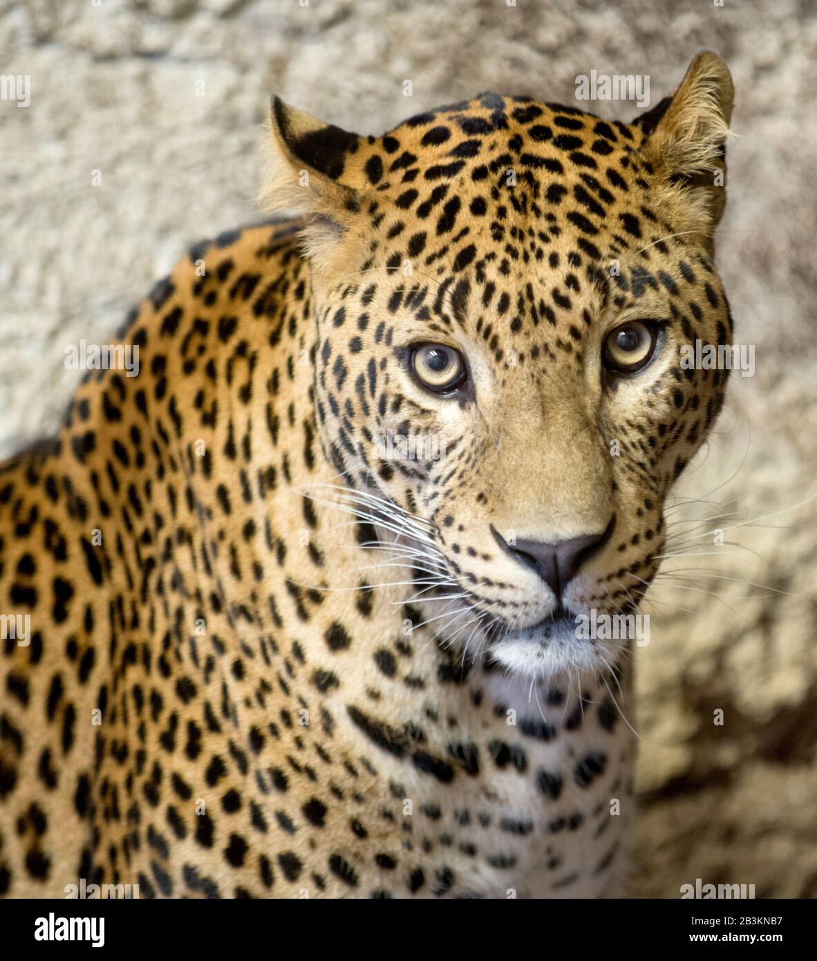 This is a portrait of the leopard ( panther, Panthera pardus Stock ...