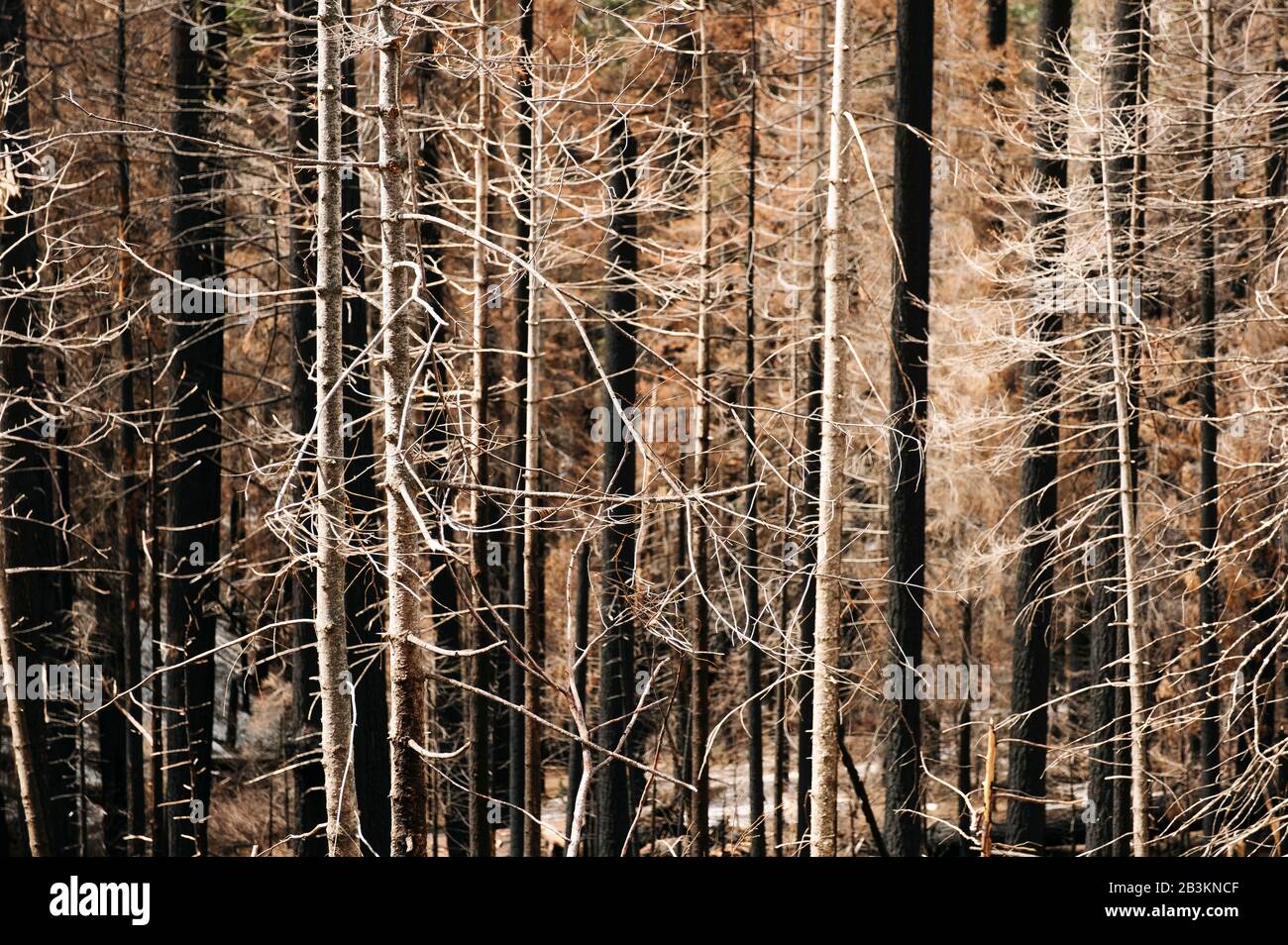 Photograph of a forest of burned trees after a fire. Black and yellow ...