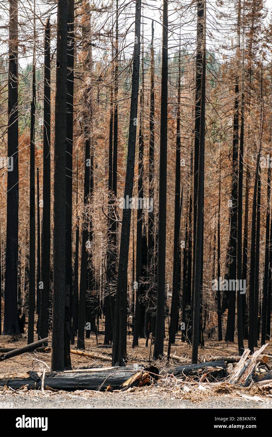 Photograph of a forest of burned trees after a fire. Black and yellow ...