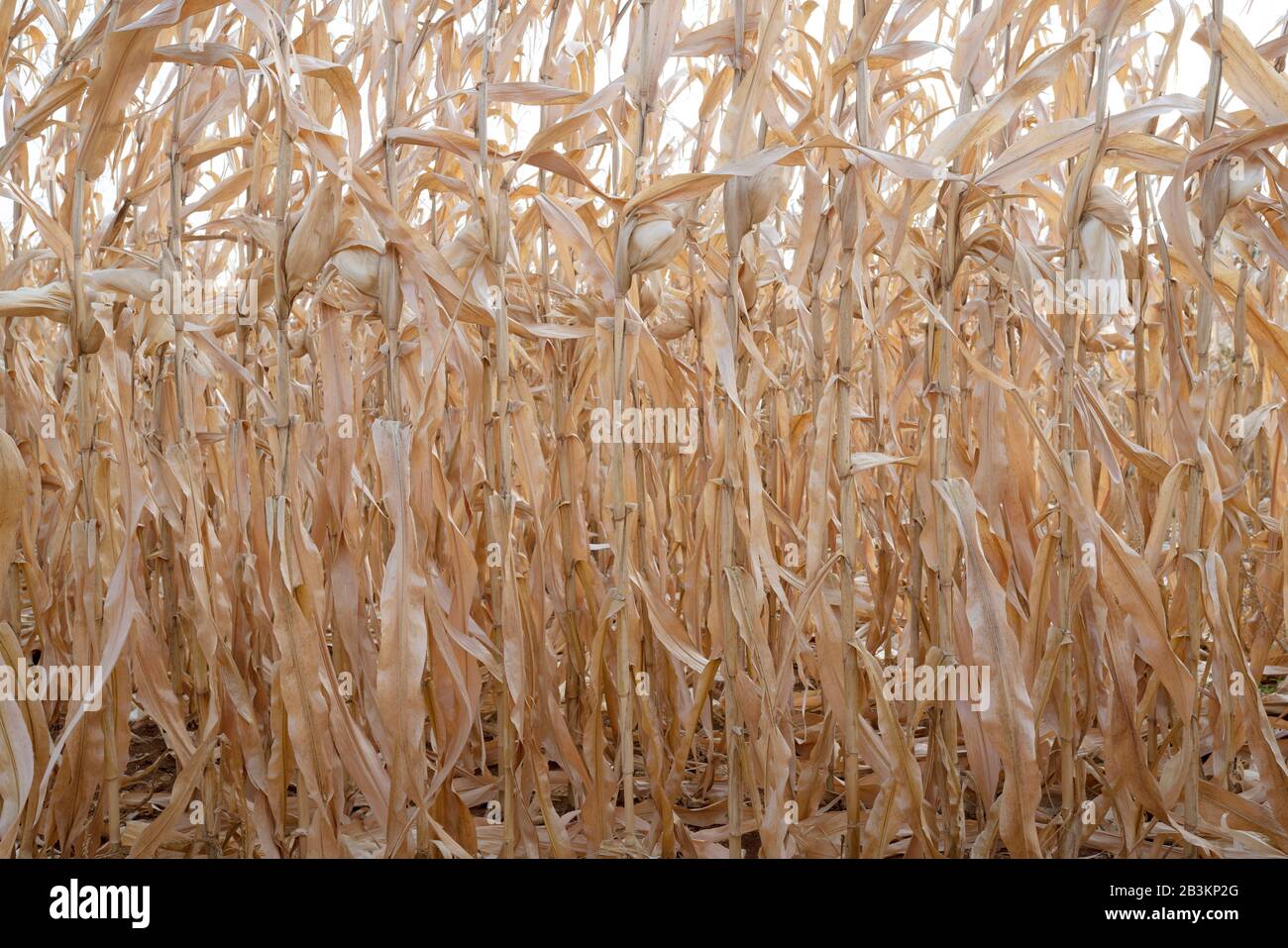 dry corn in corn field after harvest Stock Photo - Alamy