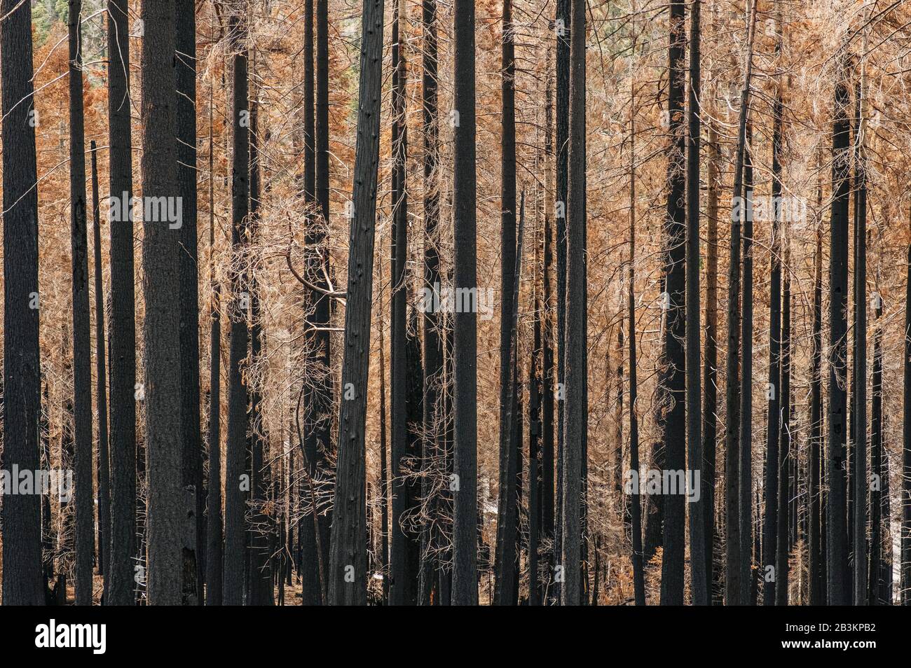 Photograph of a forest of burned trees after a fire. Black and yellow ...