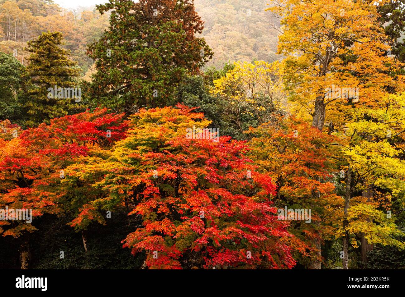 Kōyō (Koyo - Autumn Foliage) As autumn descends, it turns Japan’s ...
