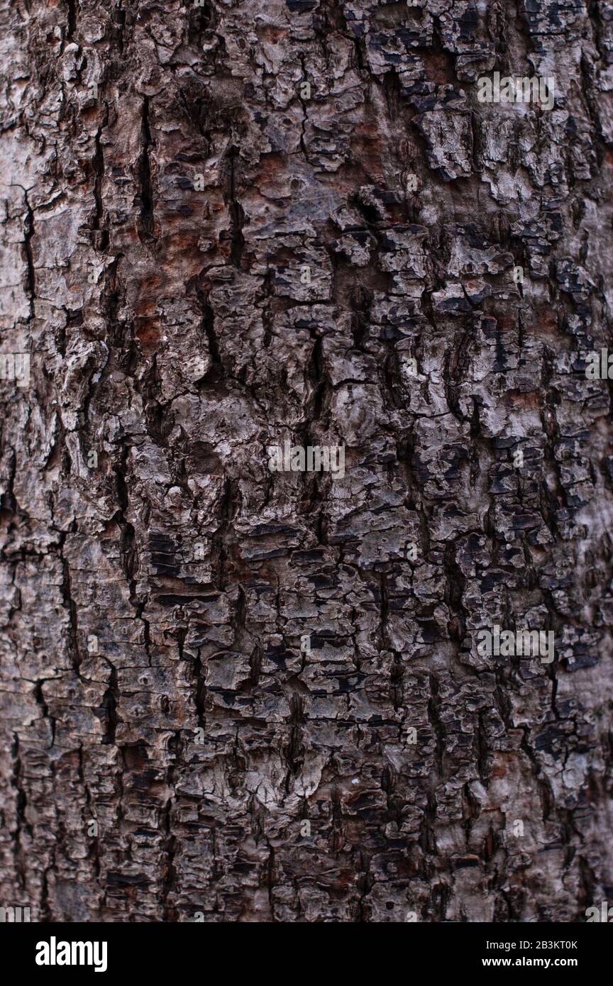 Wooden texture. The texture of the tree bark Stock Photo - Alamy