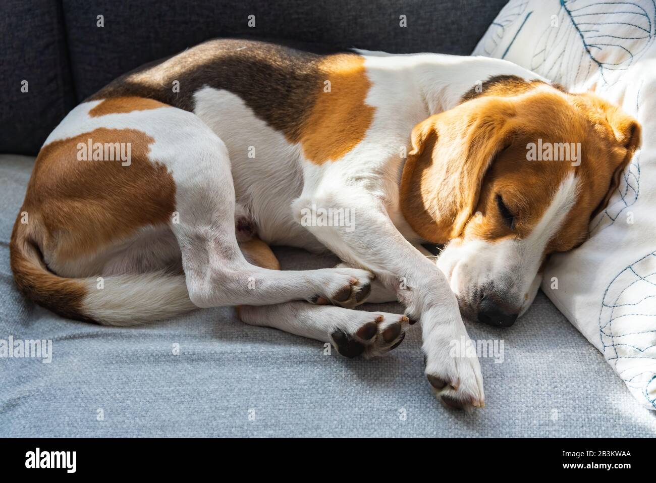 Do Beagles Like To Sleep