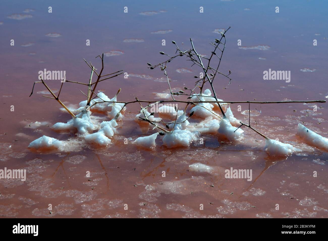 Surface of salt lake is multicolored. Branch happens in salt solution ...