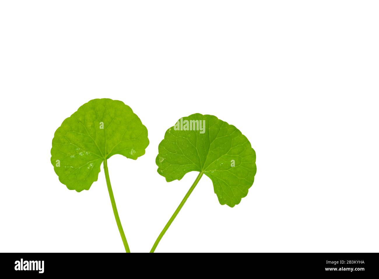 Herbal Thankuni leaves ,Centella asiatica,gotu kola on white background ...