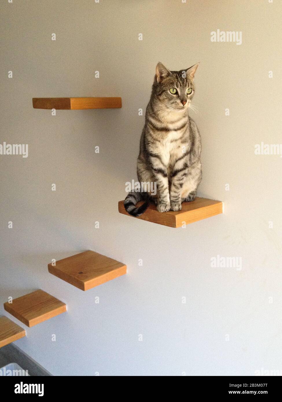 Cat Ladders For The Wall