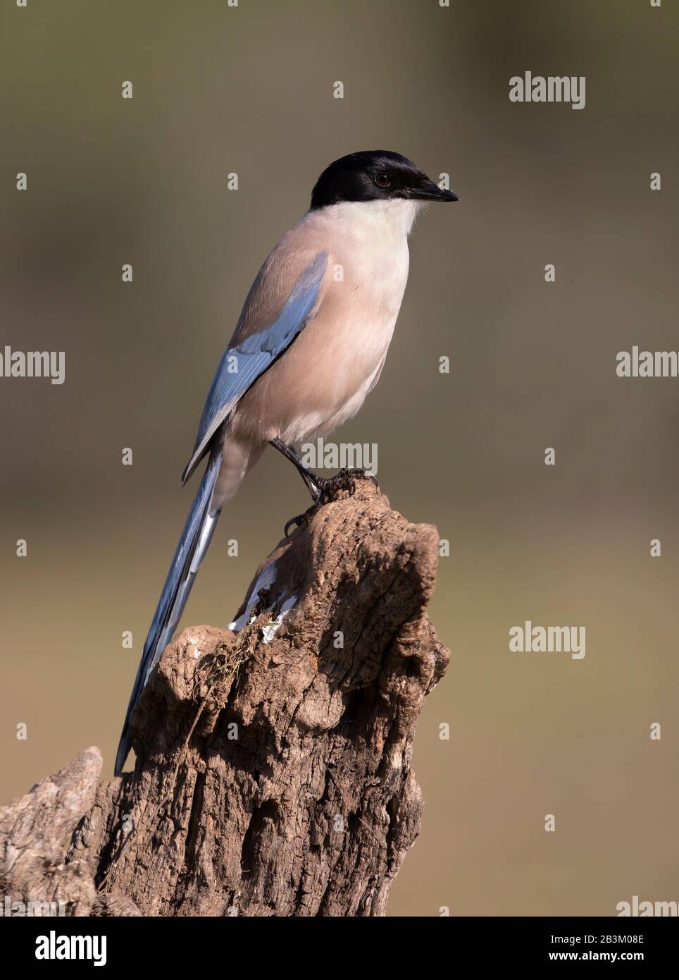 Azure winged jay hi-res stock photography and images - Alamy