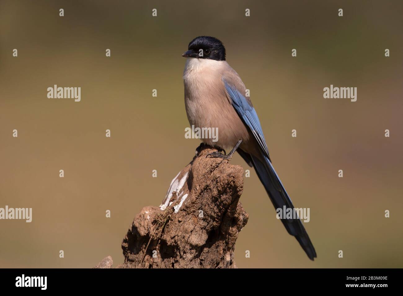 Azure winged jay hi-res stock photography and images - Alamy