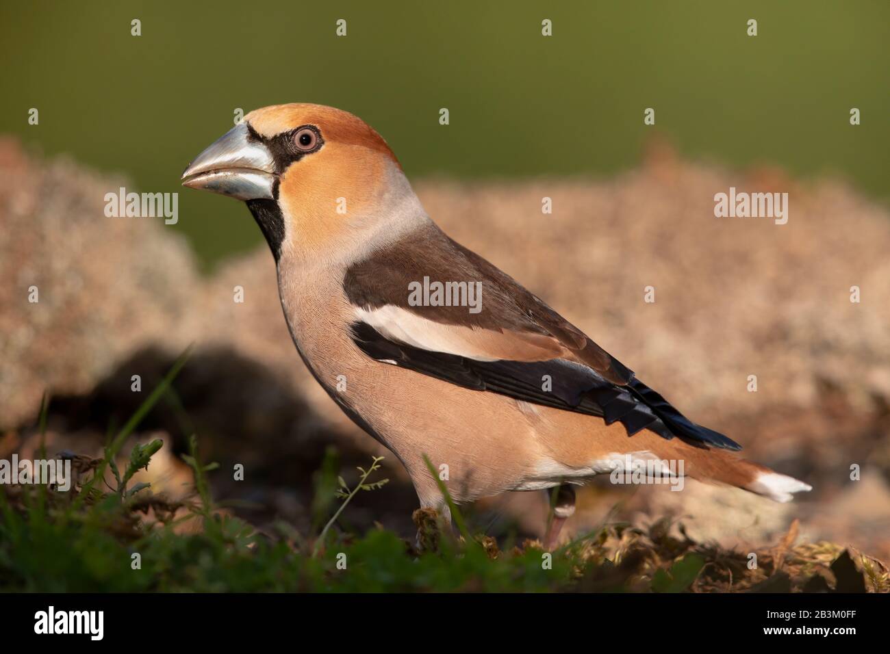 Hawkfinch hi-res stock photography and images - Alamy