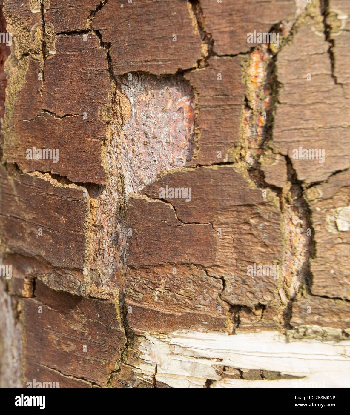 Birch trees close up hi-res stock photography and images - Alamy