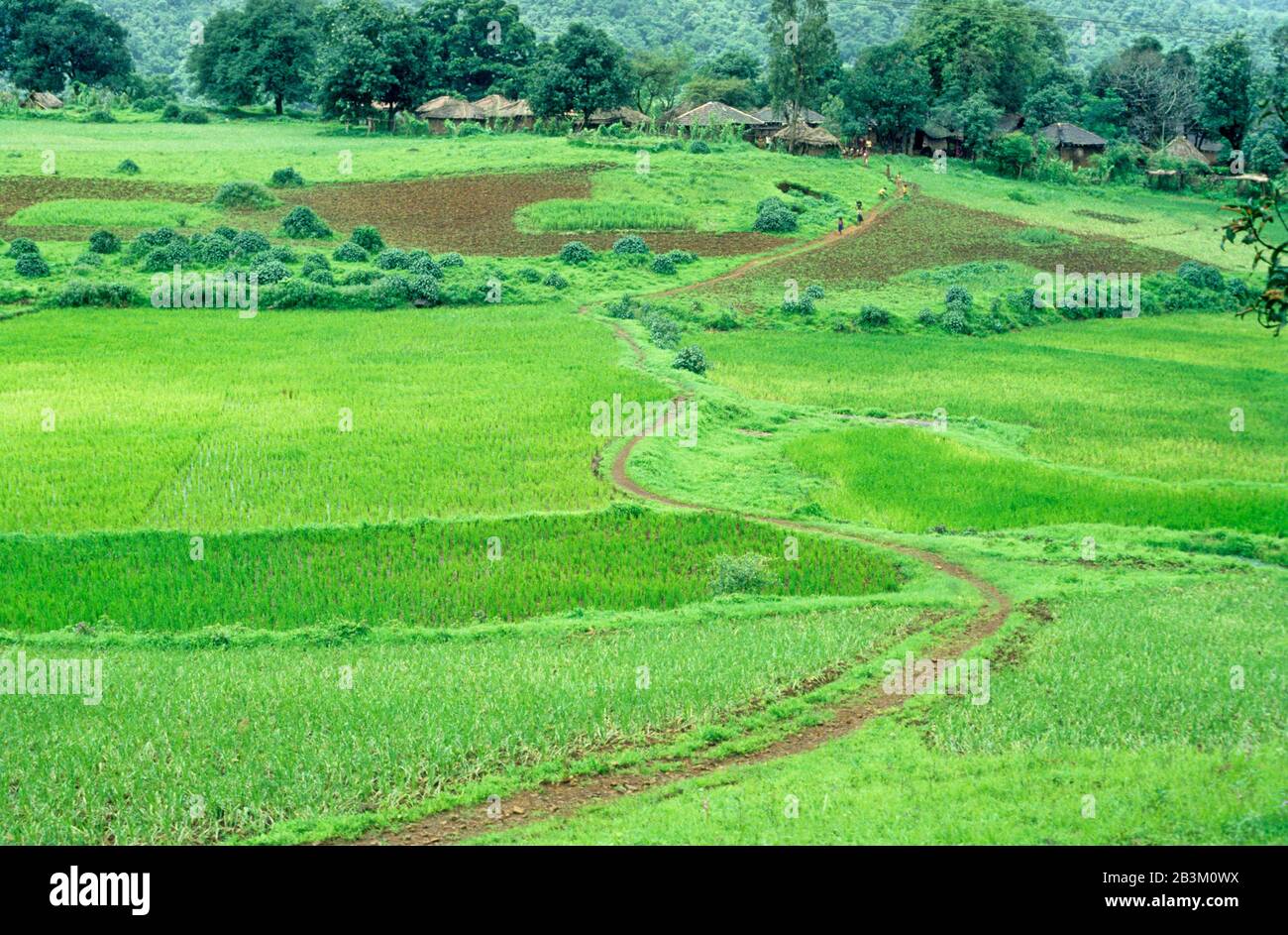 rice field, maharashtra, India, Asia Stock Photo - Alamy