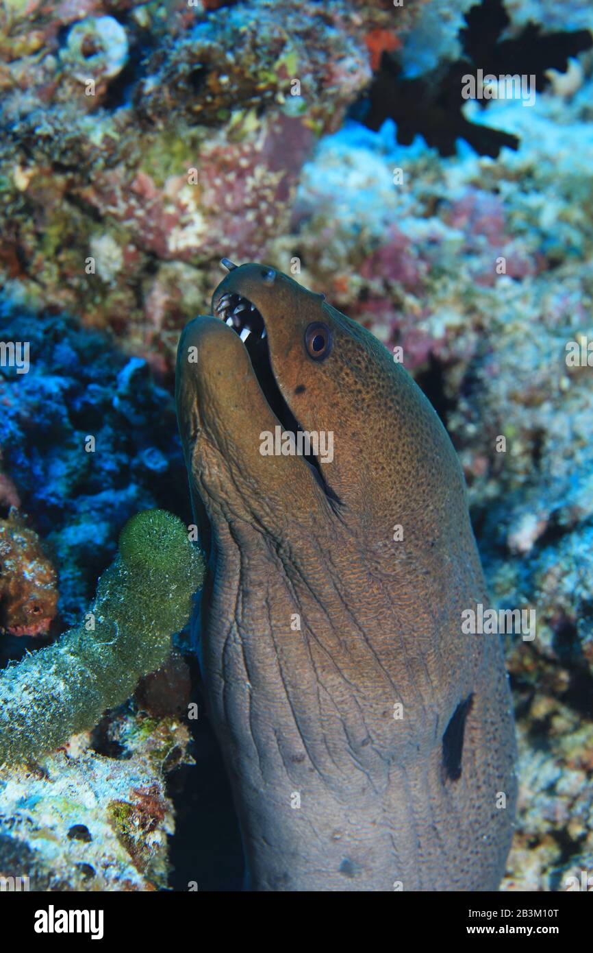 Giant moray eel (Gymnothorax javanicus) underwater in the tropical ...