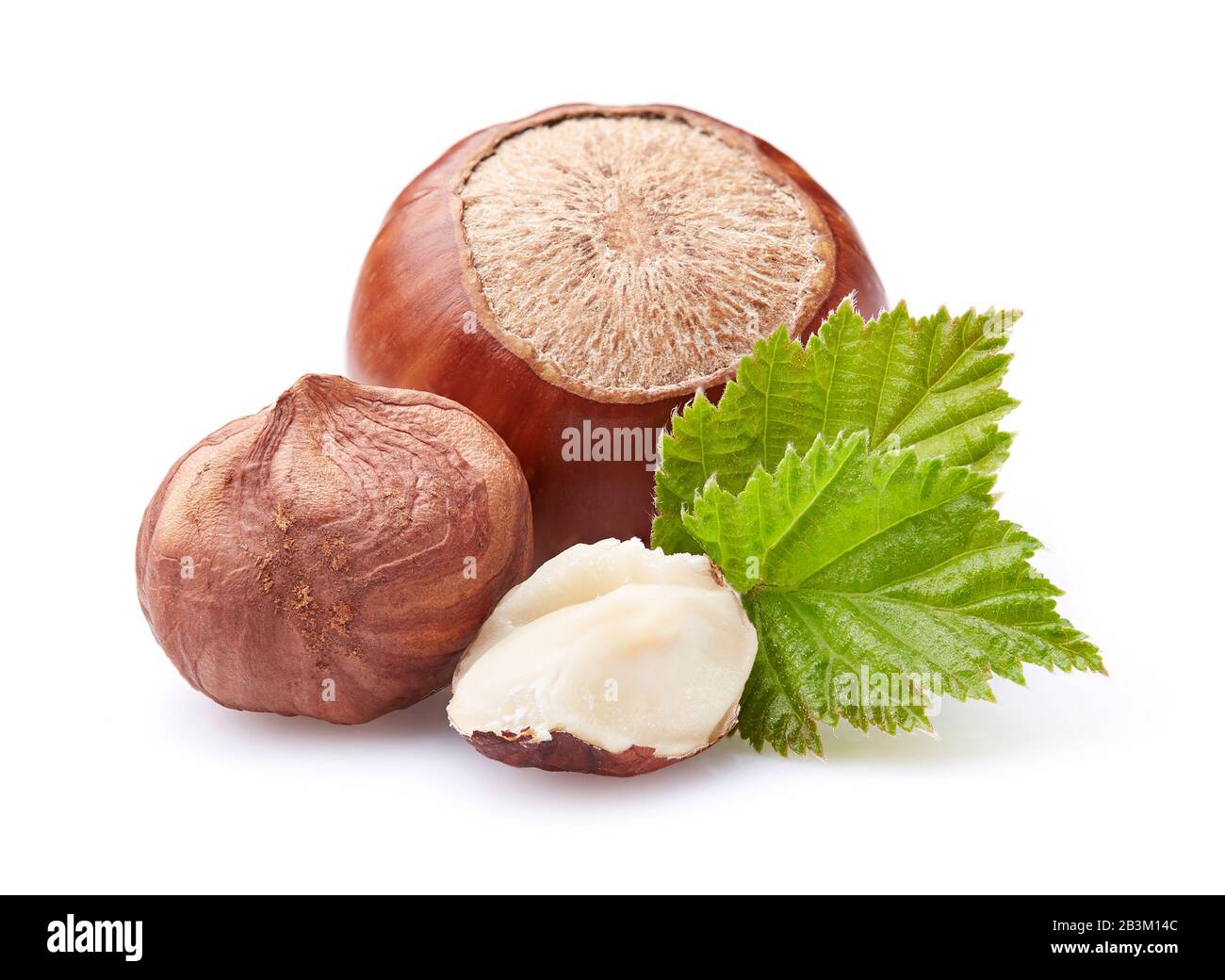 Filbert leaf hi-res stock photography and images - Alamy