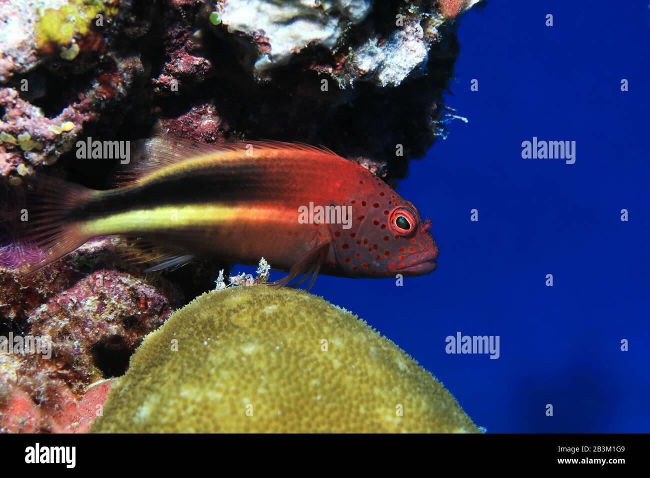 Blackside hawkfish (Paracirrhites forsteri) underwater in the coral ...