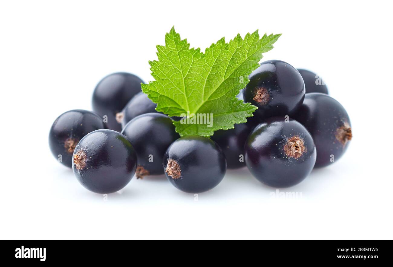 Blackcurrant with leaves Stock Photo - Alamy