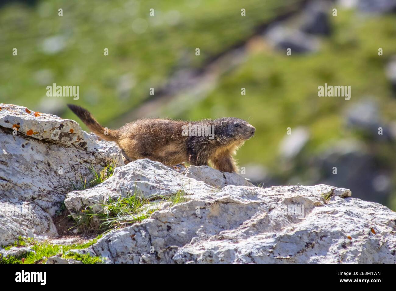 Alpenmarmot hi-res stock photography and images - Alamy