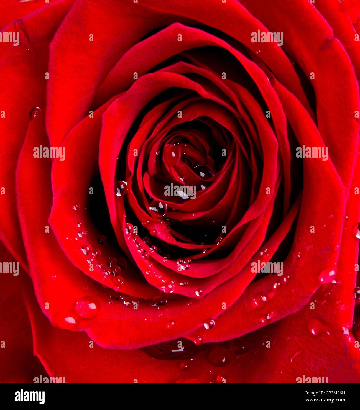 Images for red rose image hi-res stock photography and images - Alamy