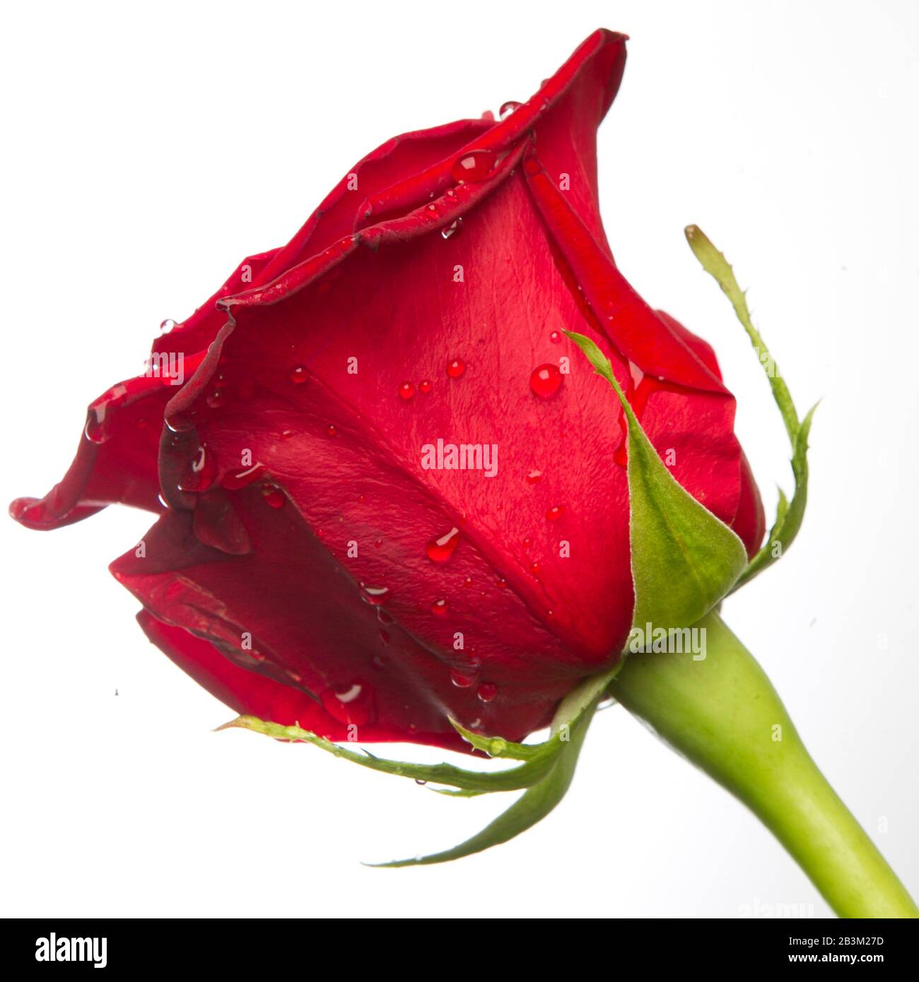 Rose close ups hi-res stock photography and images - Alamy