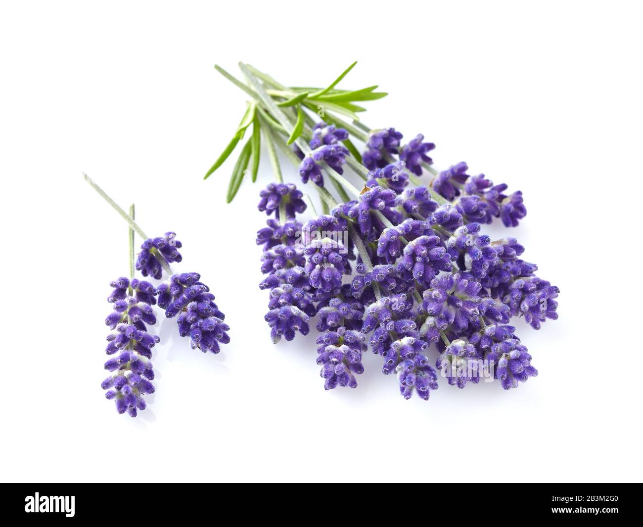 Lavender with leaves hi-res stock photography and images - Alamy