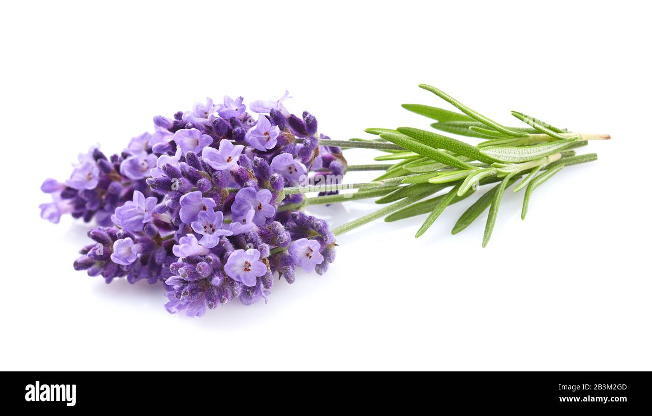 Fresh aromatic lavender in Cut Out Stock Images & Pictures - Alamy
