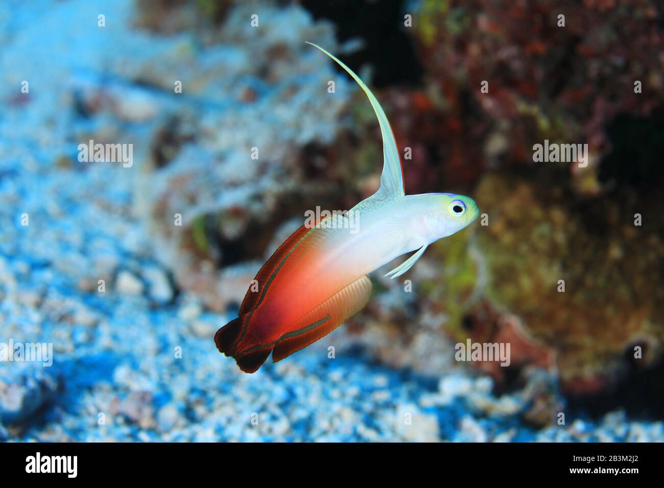 Fire goby fish (Nemateleotris magnifica) underwater in the tropical ...