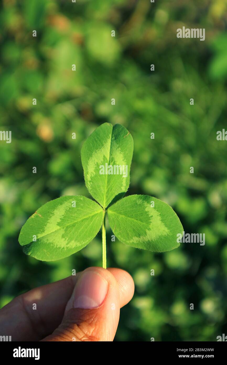 Three finger leaf hi-res stock photography and images - Alamy