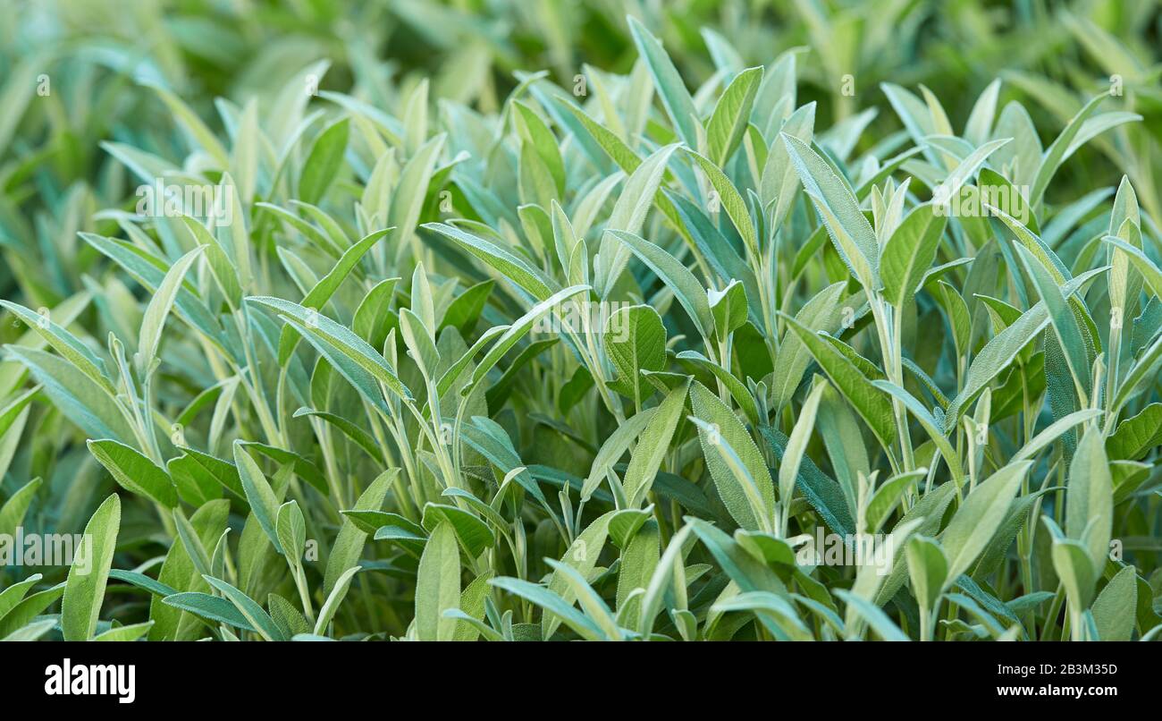 Sage medical plant closeup leaves hi-res stock photography and images ...