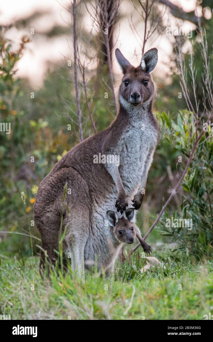 Kangaroo and joey Stock Photo - Alamy