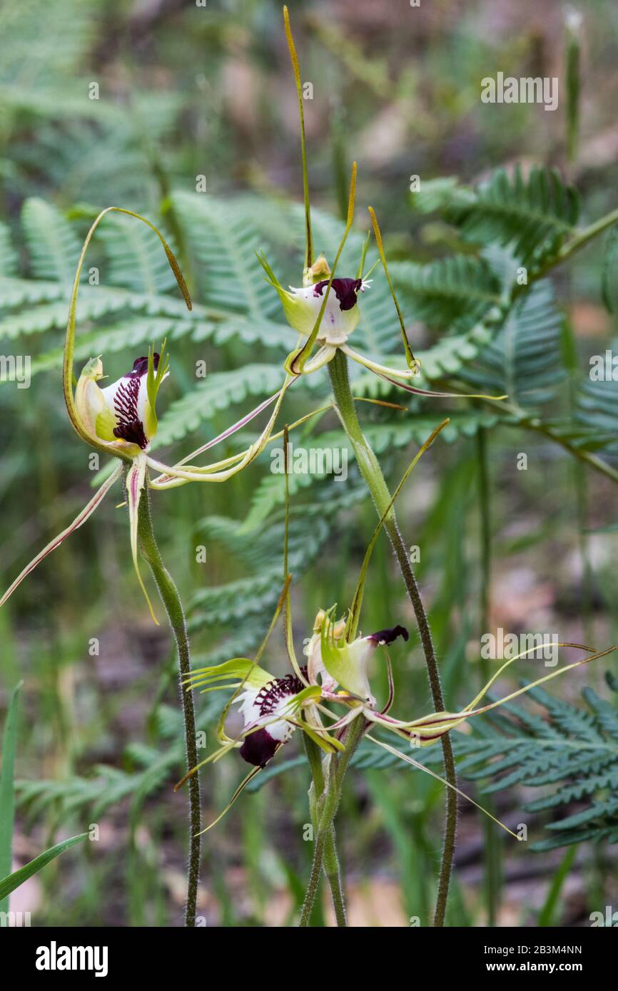Australian native orchids hi-res stock photography and images - Alamy