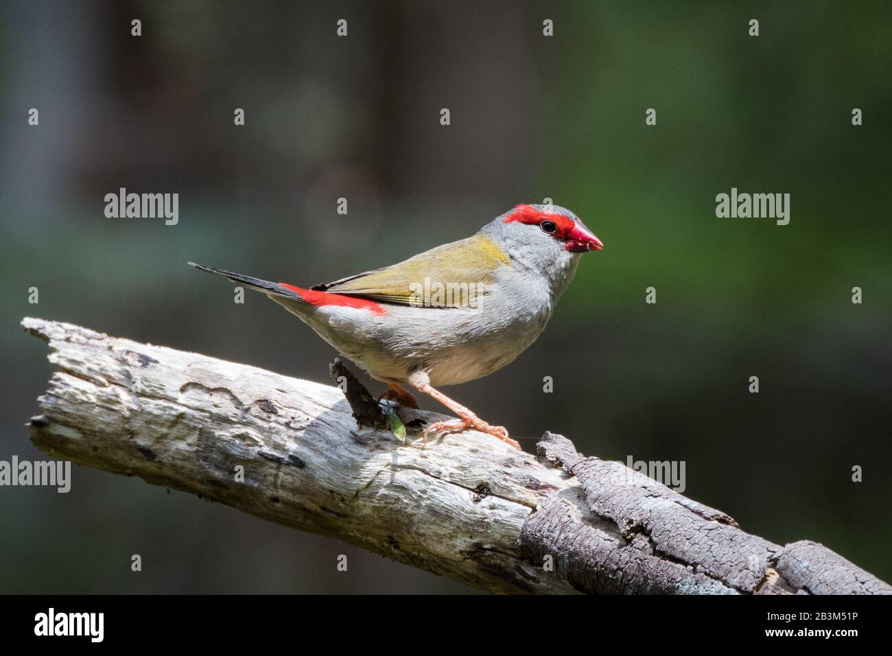 Firetail finch hi-res stock photography and images - Alamy