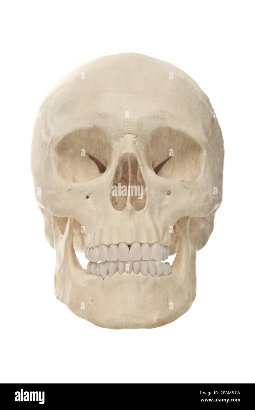 Front view of a off-white human skull isolated on white Stock Photo - Alamy