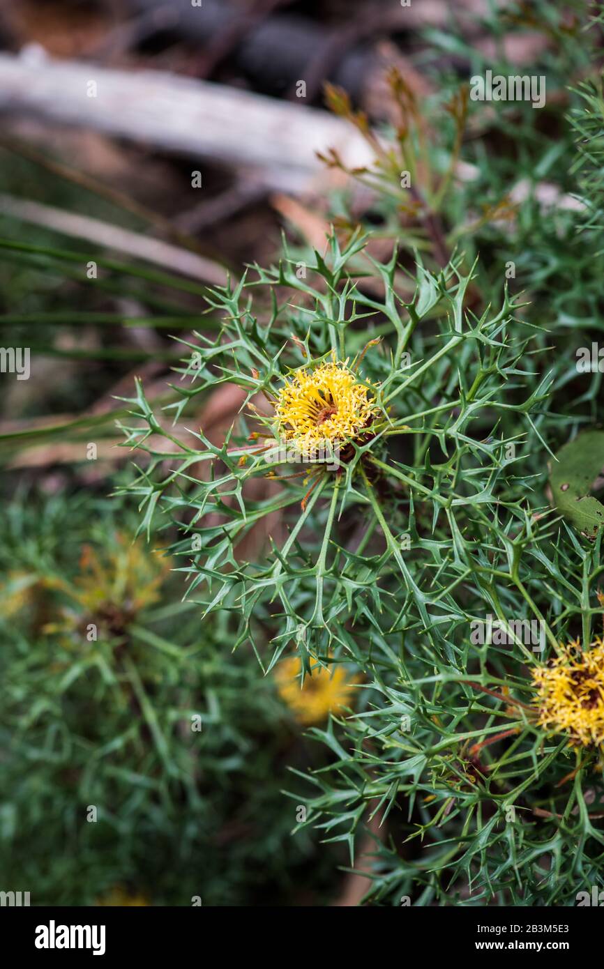 Cone bush hi-res stock photography and images - Alamy