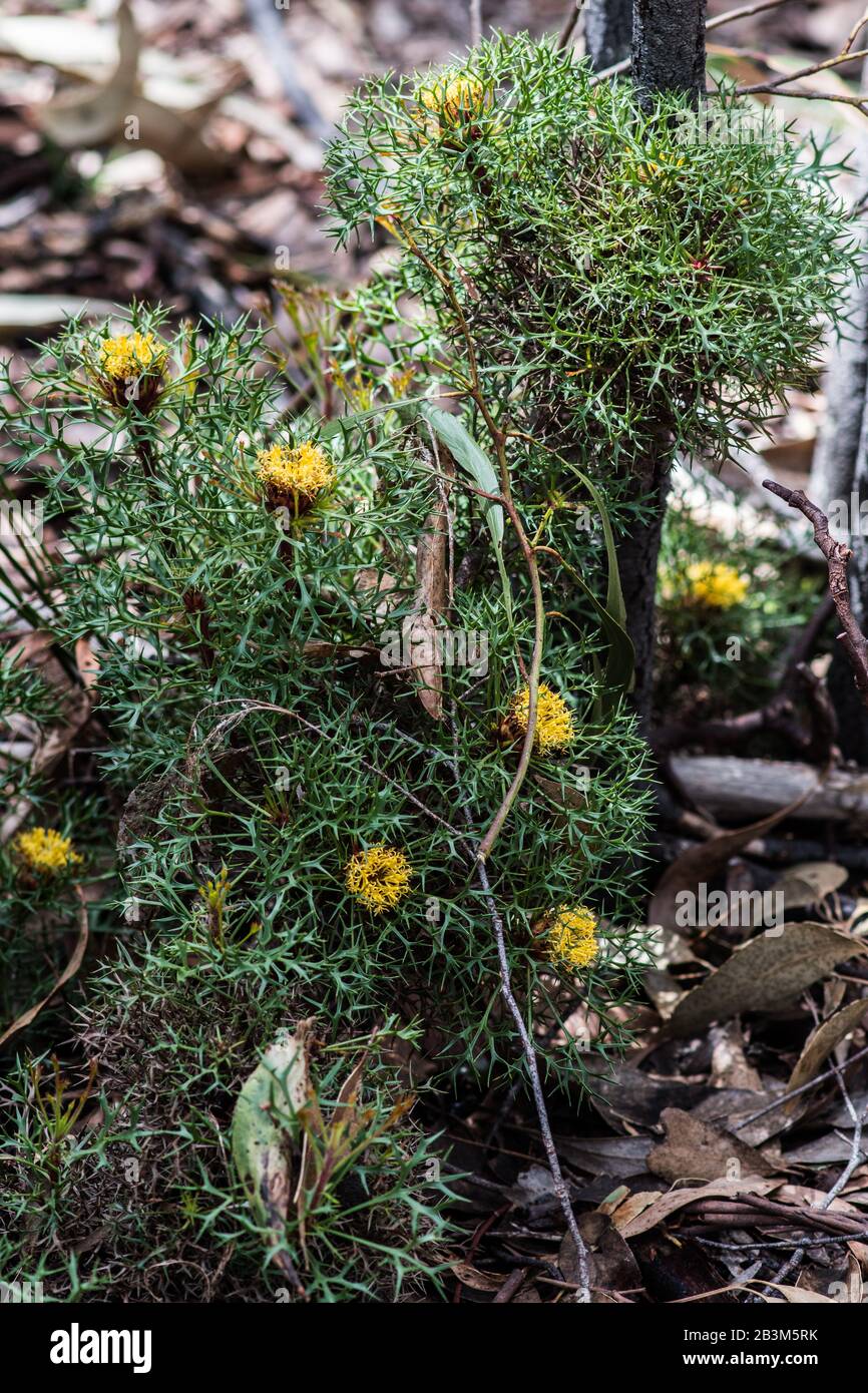 Cone bush hi-res stock photography and images - Alamy
