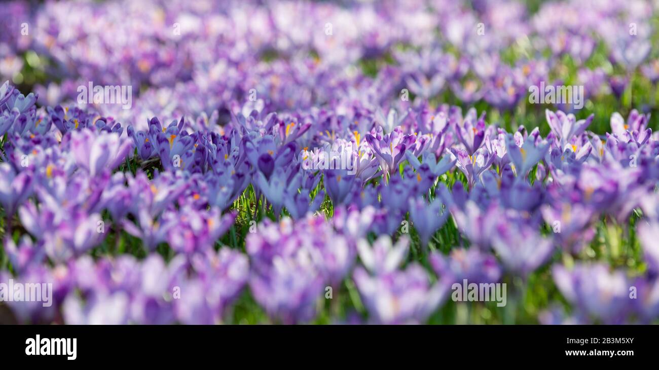 Crocuses on march meadow hi-res stock photography and images - Alamy