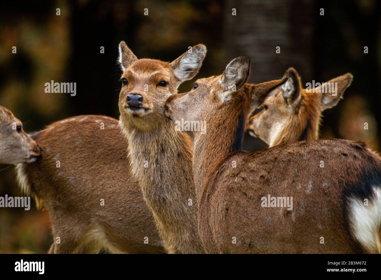 Sika deer (Cervus nippon), also known as the spotted deer or the ...