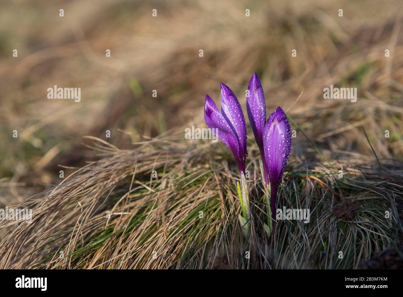 Crocus buds with waterdrops among old grass Stock Photo - Alamy