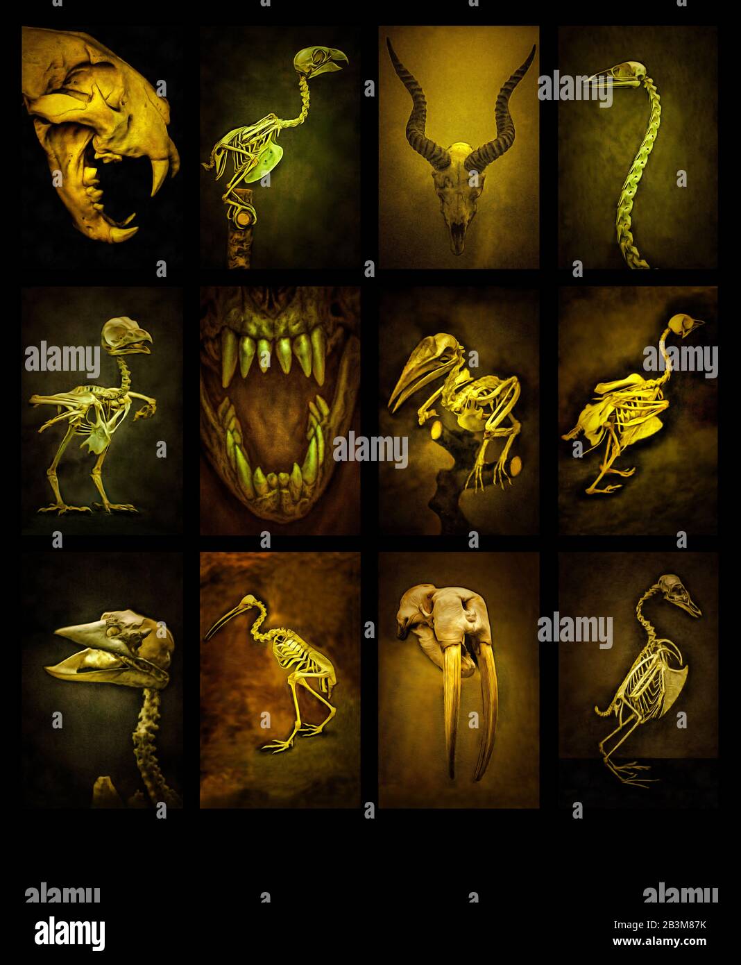 Poster skull animals hi-res stock photography and images - Alamy