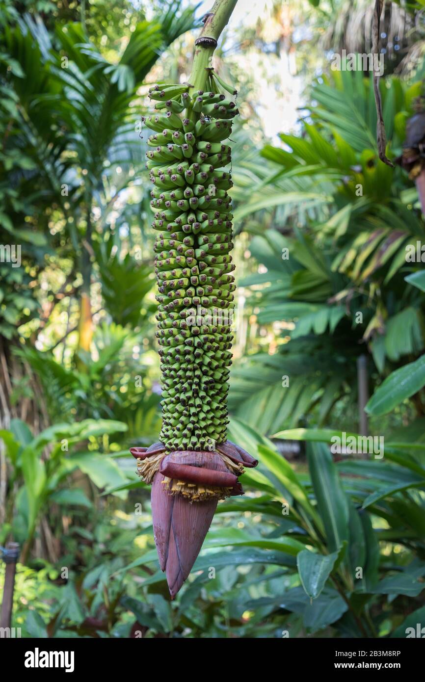 Family Of Ginger Plants Zingiberaceae High Resolution Stock Photography ...